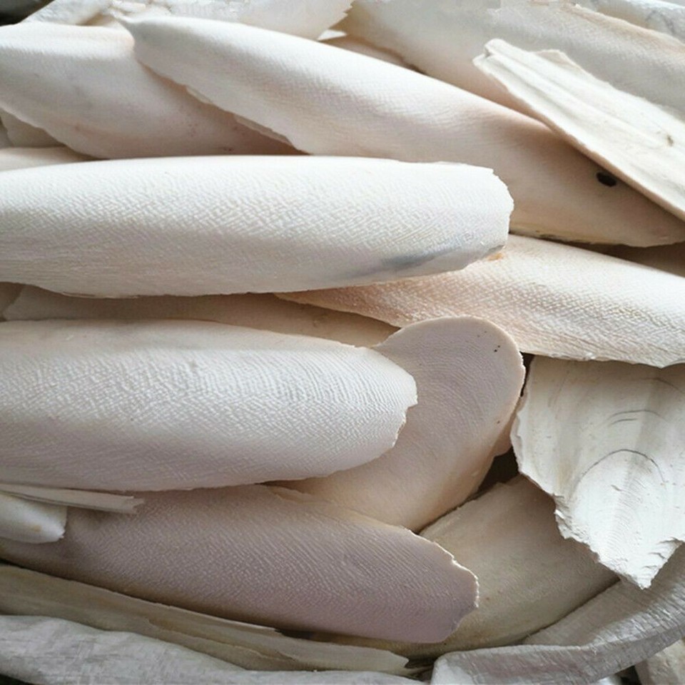Calcium Tortoise Bird Beak Stone Cuttlefish Bone Bird Cuttlebone Cuddle ...