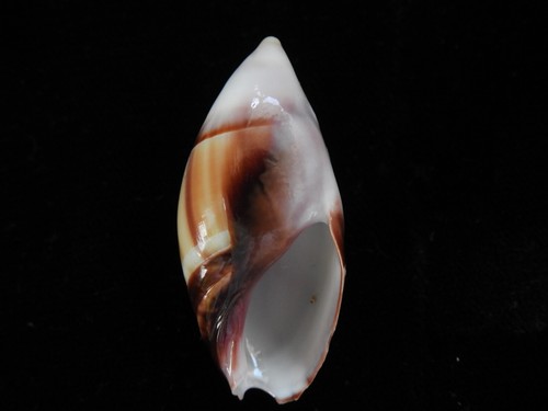 Sea Shell Amalda contusa 41.7mm ID#5055 | eBay