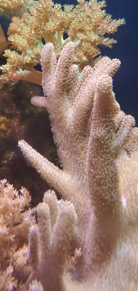 Leather Frag Pack, 4 Frags (Beginner Reef Zoas Salt Water Coral Live ...