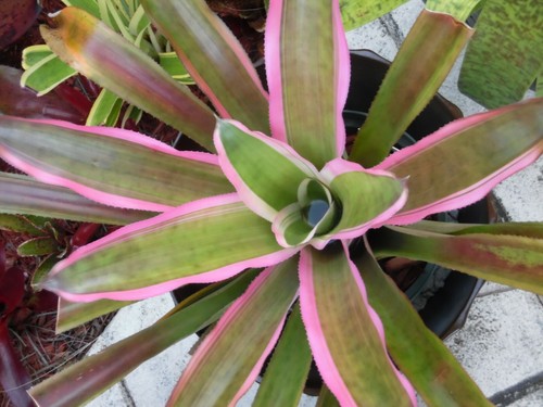Aechmea LUEDDEMANNIANA MEND Bromeliad one tropical plant *BIG* | eBay