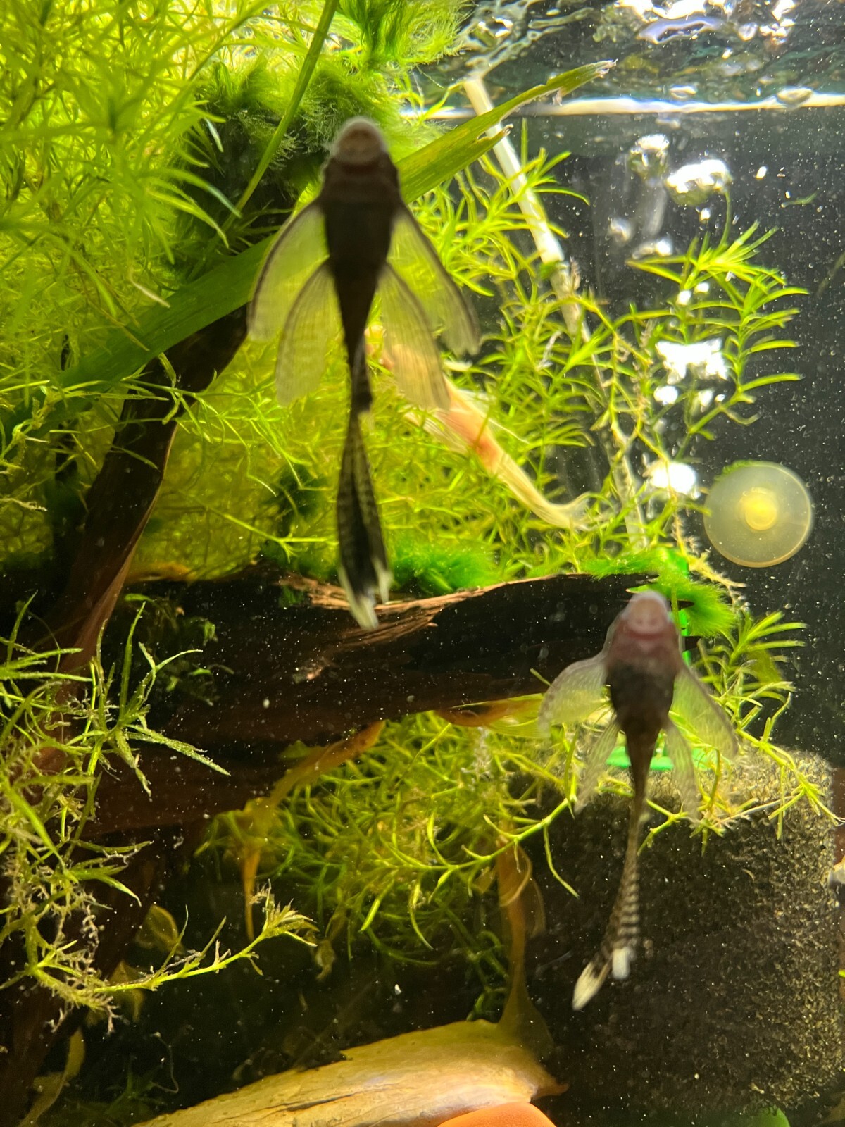 1x LONGFIN Chocolate Bristlenose Pleco .75-2 inch fish | eBay