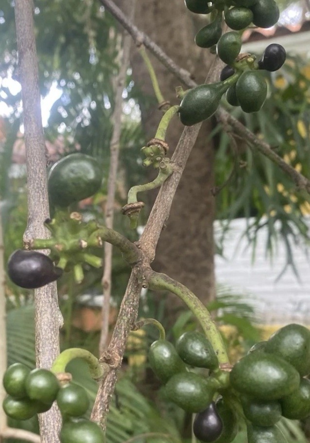 Flash Sale:ripe Fruit Ylang-ylang tree Fresh seeds- Unknown Quantity | eBay