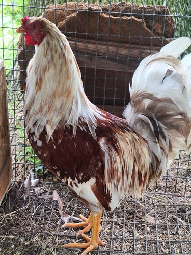 gamefowl 8 eggs spangled kelso | eBay