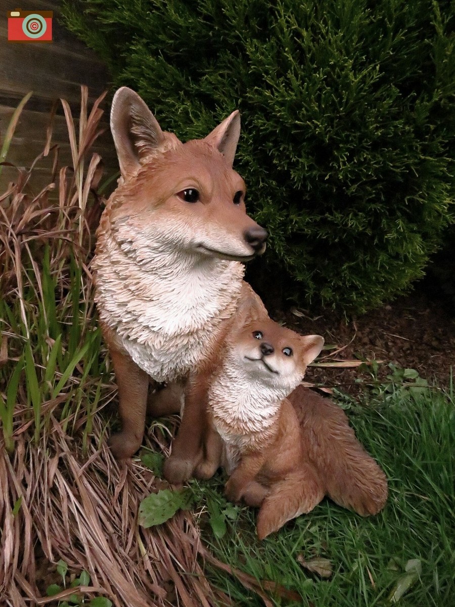 Fox Cub