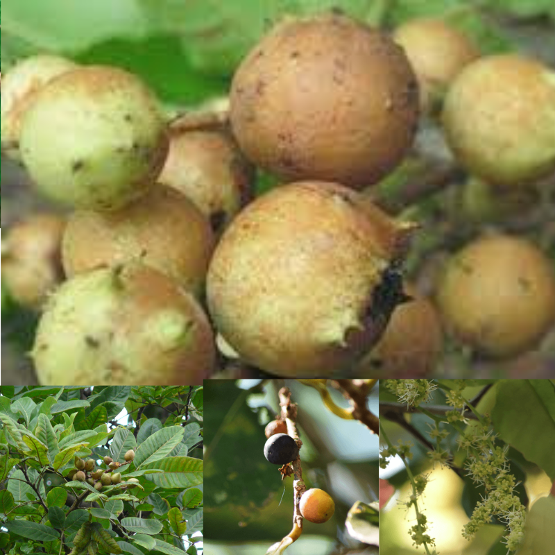 Schleichera oleosa Oken Kon Koan Ceylon Oak Fruit Plant Big tree (No ...