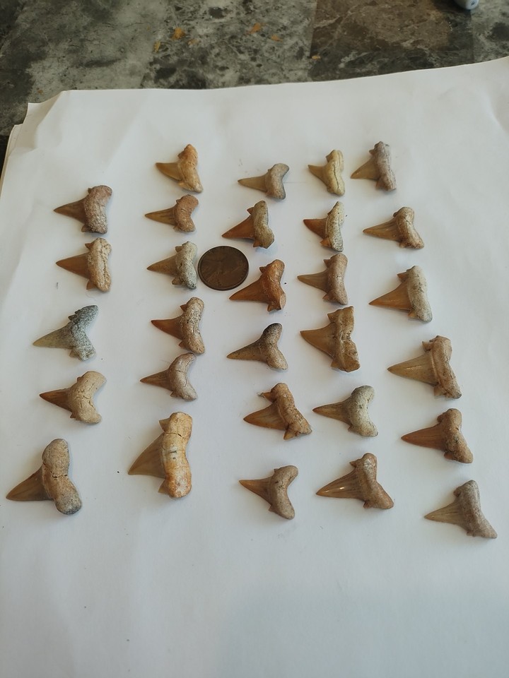 Shark's Teeth Lot. Great For Jewelry Or Any Other Design You Choose. | eBay