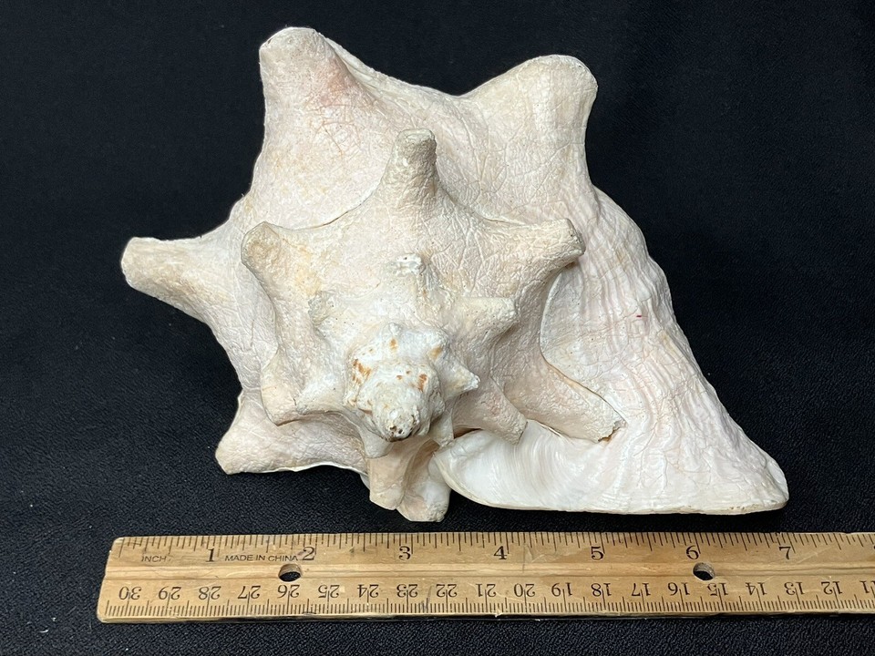 Large 8” X 7”Queen Horned Conch Shell Seashell Nautical Sea Beach Theme ...