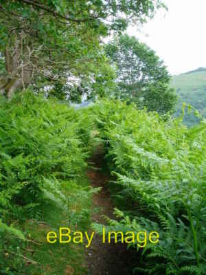 Photo 6x4 Footpath through the bracken Llandynan The footpath winds ...