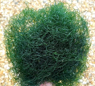 LIVE Chaetomorpha Macro Algae Chaeto Chato Marine Plant Reef- PICK YOUR ...