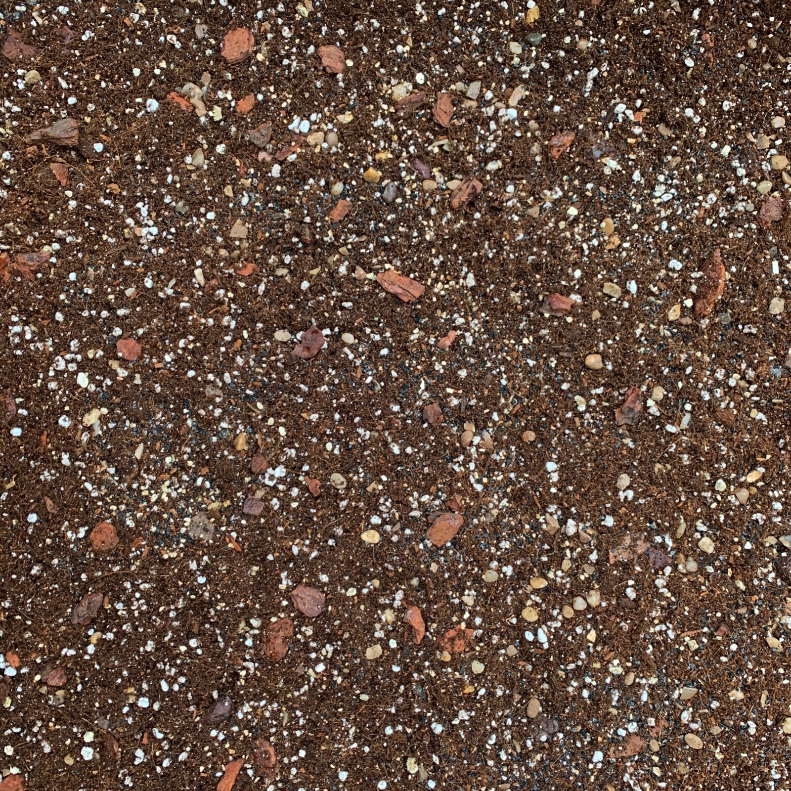 ZZ PLANT Soil Mix (Pest-Free Potting Compost ZAMIOCULCAS ZAMIIFOLIA ...