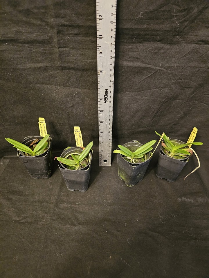 Vanda ampullaceum. Miniature compact vanda orchid species. | eBay