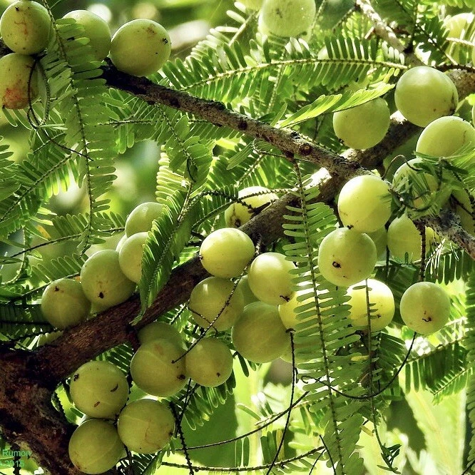 Gooseberry Tree