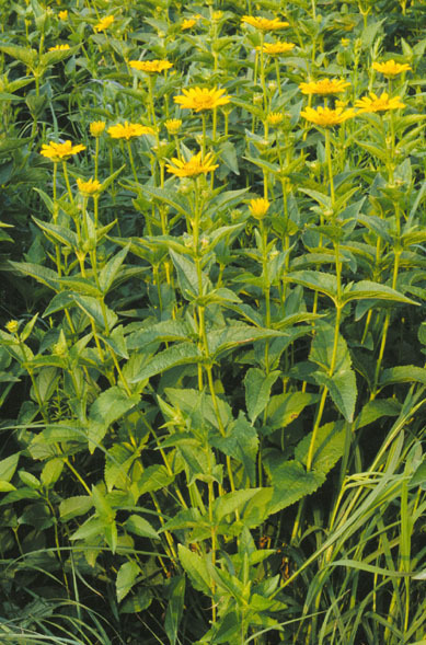 50 SUMMER SUN SUNDROPS Yellow Heliopsis Scabra False Sunflower Flower ...