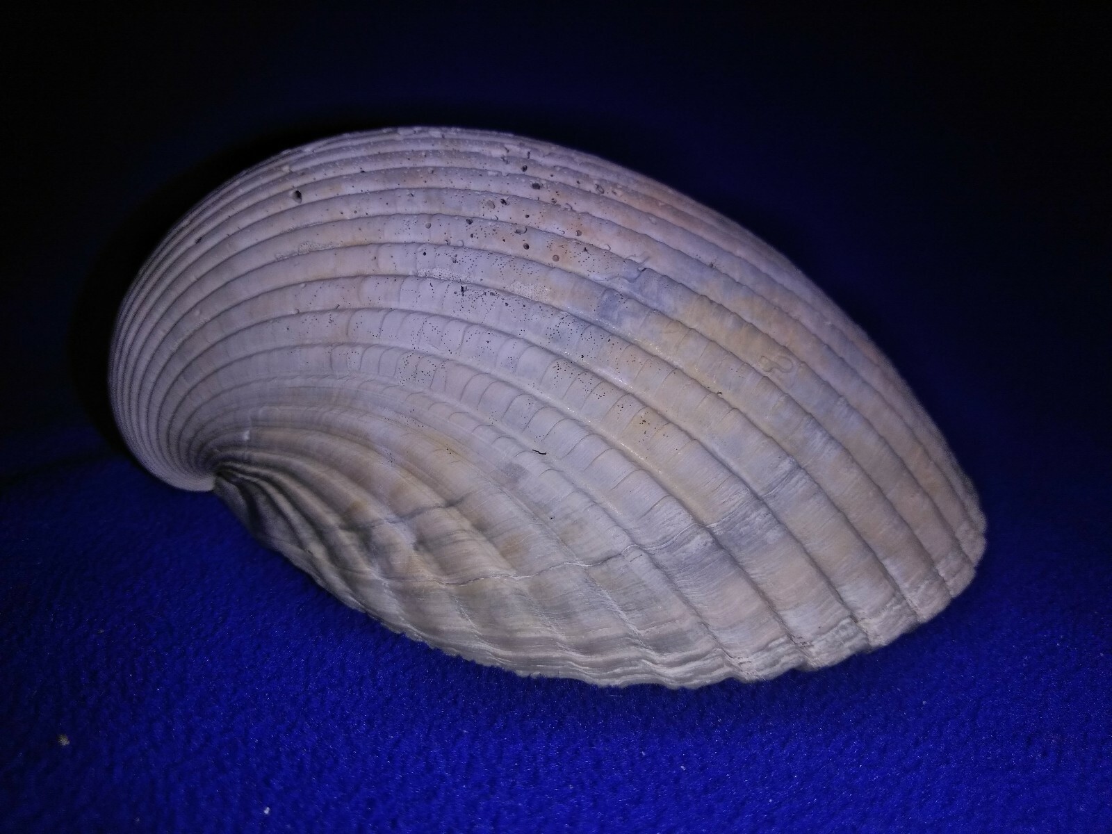 CK04 Atlantic Giant Cockle Sea Shell Dinocardium Robustum Cardiidae ...