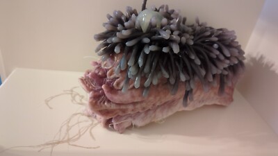 FALLING SKIES Original Production Made Prop Dornia Alien Creature ...