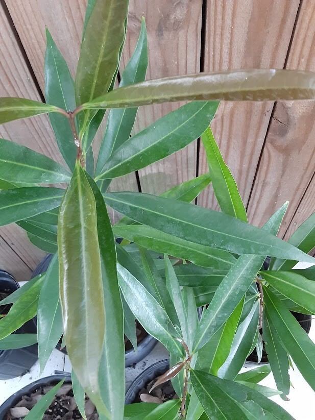 Poma Rosa - Rose Apple - Syzygium jambos - Live Plant! - Incredibly ...