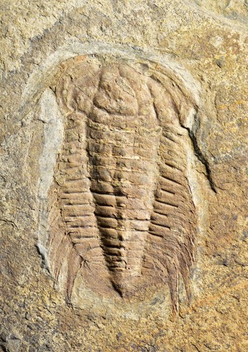 SUPERB, BIG Bathynotus Trilobite Fossil, Lower Cambrian, Kaili Biota | eBay
