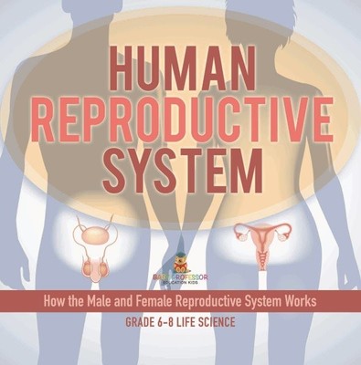 Human Reproductive System How the Male and Female Reproductive System ...