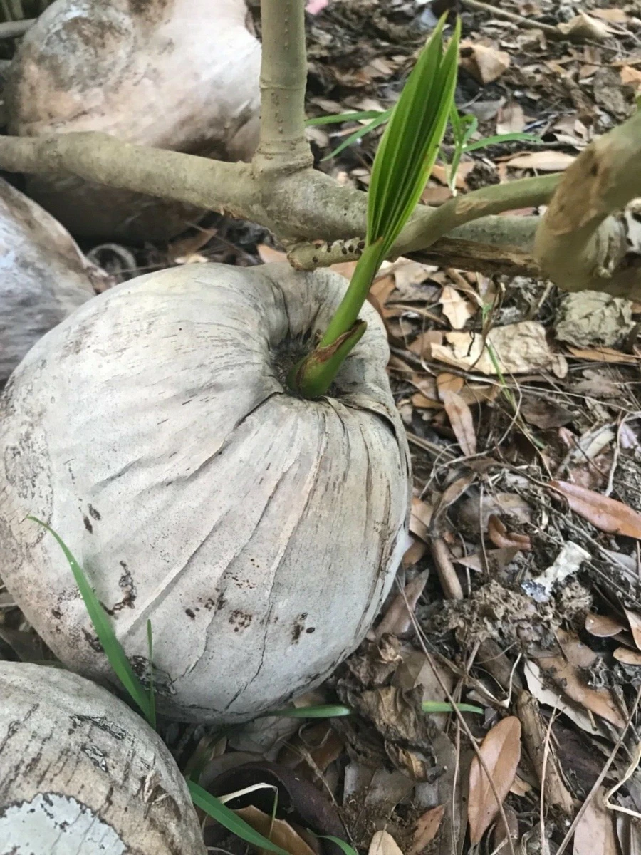 Coconut Tree Seed