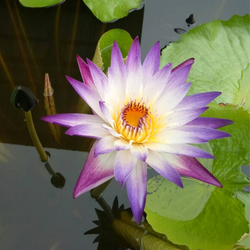 Purple Joy Purple White Tropical Waterlily Live Fresh Plants Pond ...