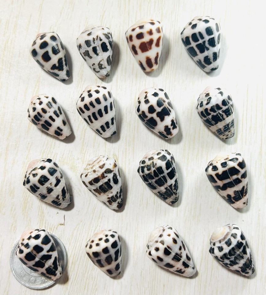 Hebrew cone shell from japan Shells of Okinawa 15mm to 20mm | eBay