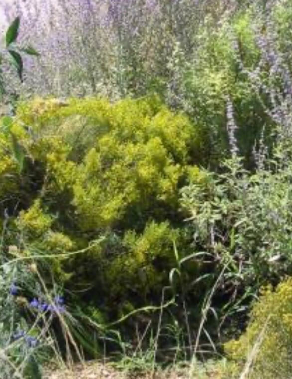 Dwarf Chamisa Small Shrub 10 Seeds Chrysothamnus depressus Rabbitbush ...