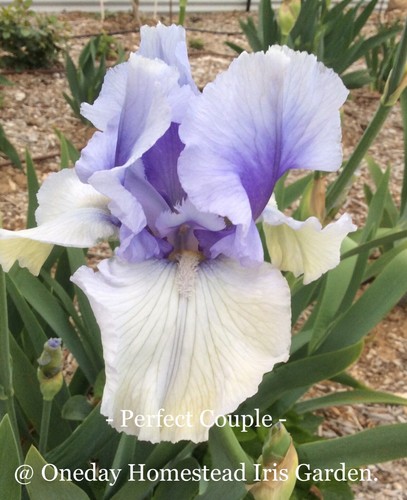 Ƹ̵̡Ӝ̵̨̄Ʒ PERFECT COUPLE - TALL BEARDED IRIS. | eBay Australia
