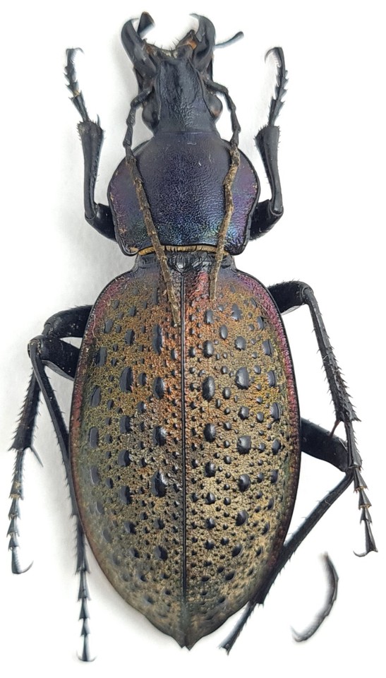 Carabidae Carabus (Coptolabrus) formosus nili China PARATYPE | eBay