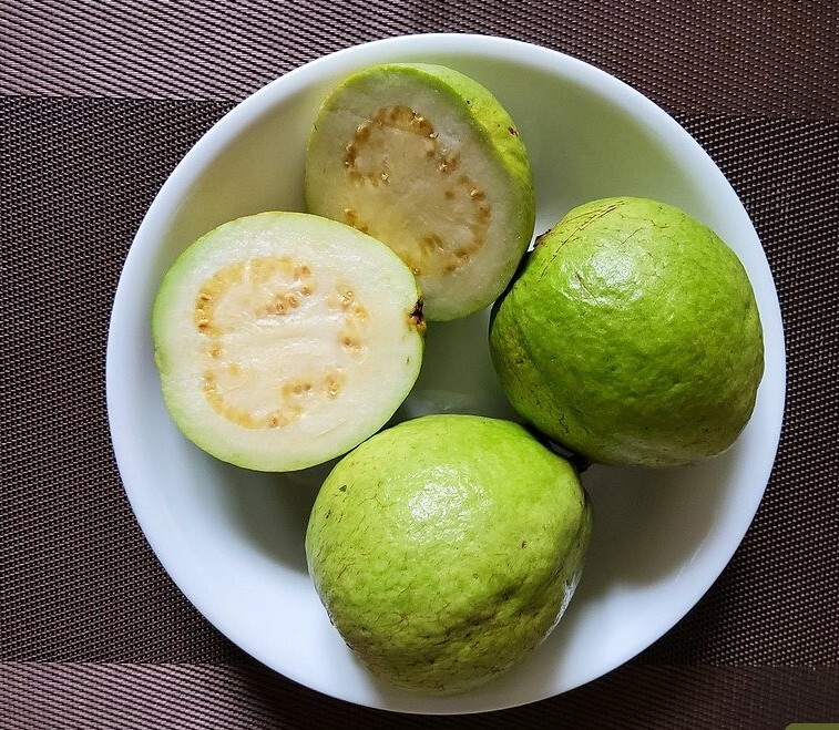 Hybrid Guava Plant Get Fruits In 6 Months! V. sweet & big 300-400g,V ...