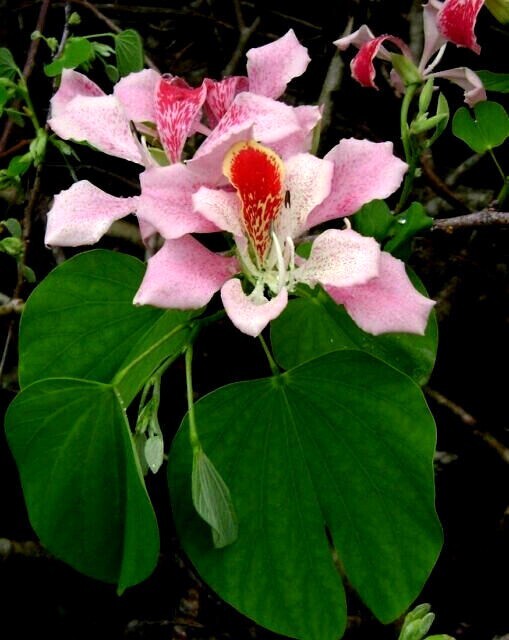 Pink Orchid Tree Seeds (Bauhinia monandra) Tropical Butterfly Flower ...