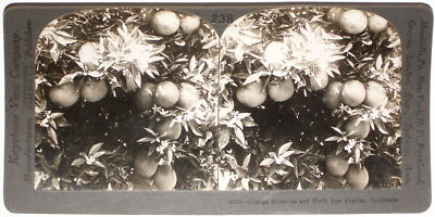 Keystone Stereoview Oranges & Blossoms, Los Angeles, CA of Education ...