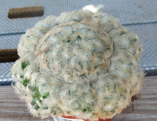 Mammillaria plumosa Fuzzy Golf Ball Cactus Already Nice Clumping | eBay