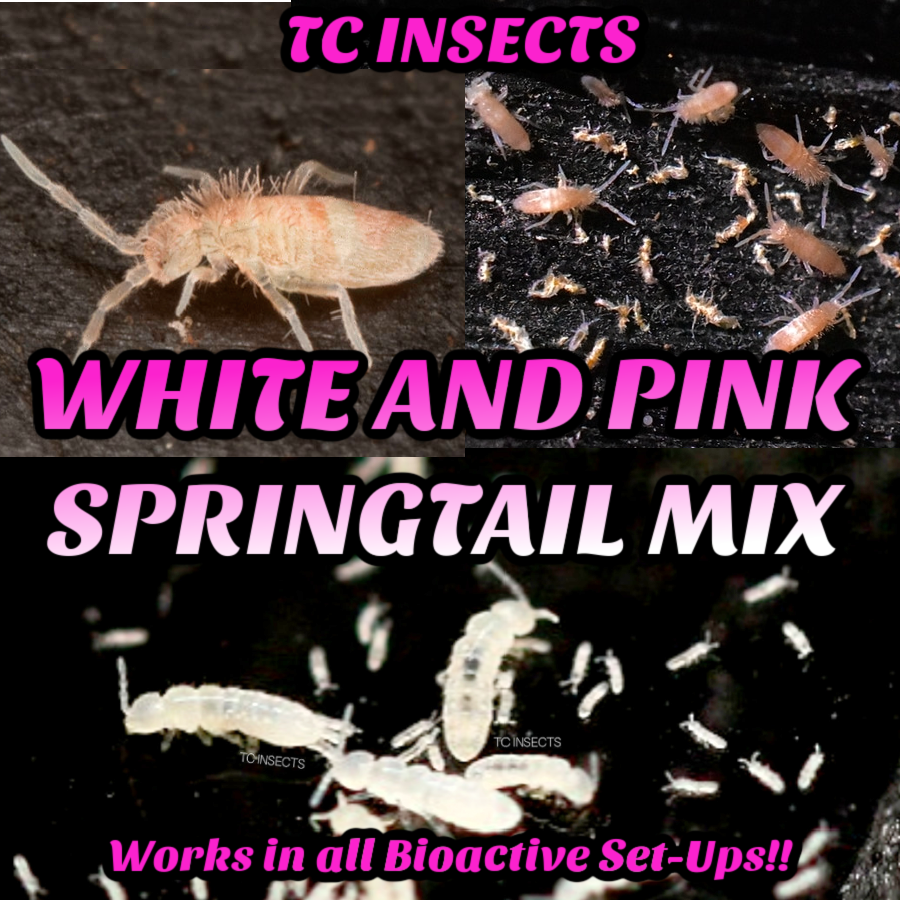 White and Pink Springtail Mix Tropical and Temperate Perfect for ...