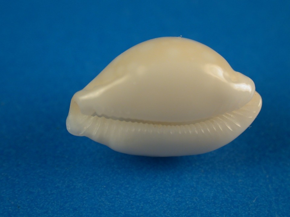 Cypraea dillwyni, Great Pattern, 13.1mm, Niue Island Shell W1802 | eBay