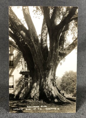 Rathbone Elm Worlds Largest Marietta OH Vintage Real Photo Postcard ...