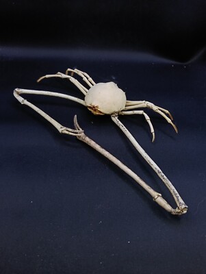 Giant 11" parilia major crab sea shell taxidermy. Marine life #12784 | eBay
