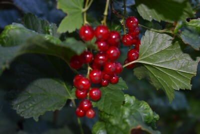 Beautiful RED- Currant- 6 fresh -6" Cuttings-Vigorous Variety- Dormant ...