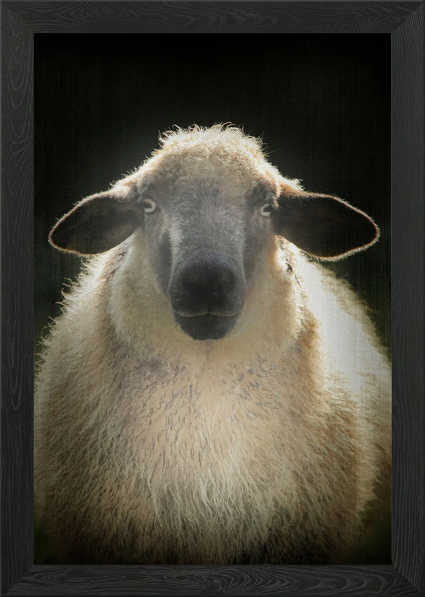 PORTRAIT OF A SHEEP Framed Wall Art Poster Canvas Print Picture | eBay UK