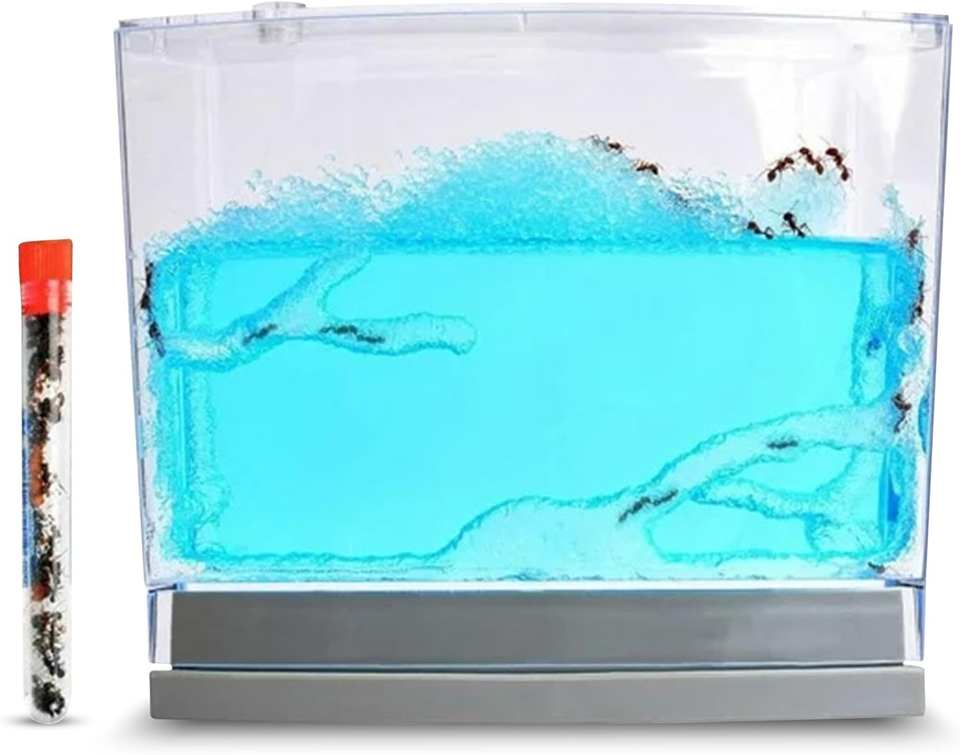 Ant Habitat Kit with 25 Live Ants Shipped Now - Ant Terrarium Complete ...