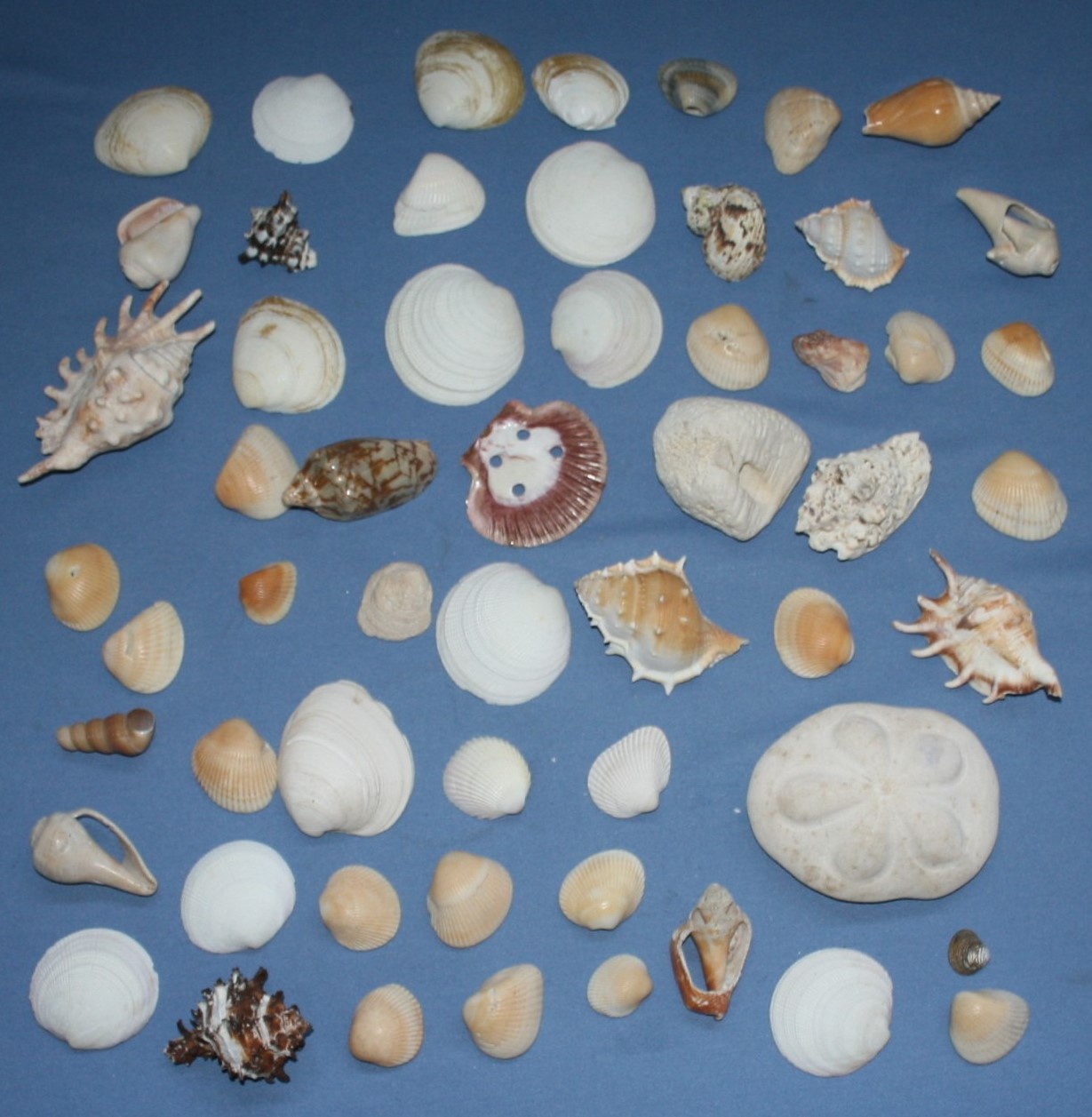 Sea Shells Lot Sea Biscuit Sand Dollar Shell 3 1/2 lbs 56 pcs Conch ...