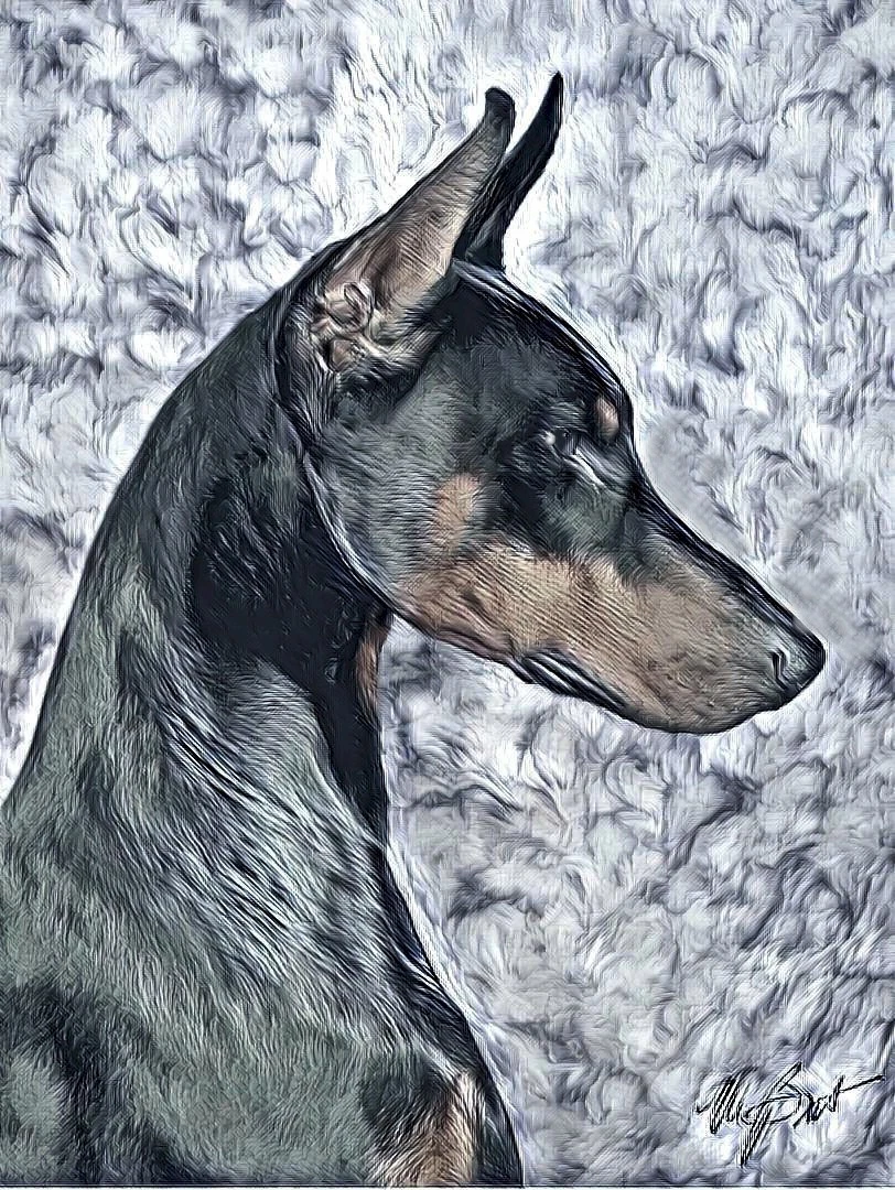 Doberman Line Drawing