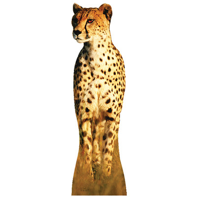 CHEETAH Lifesize CARDBOARD CUTOUT Standee Standup Poster Prop Fast Cat ...