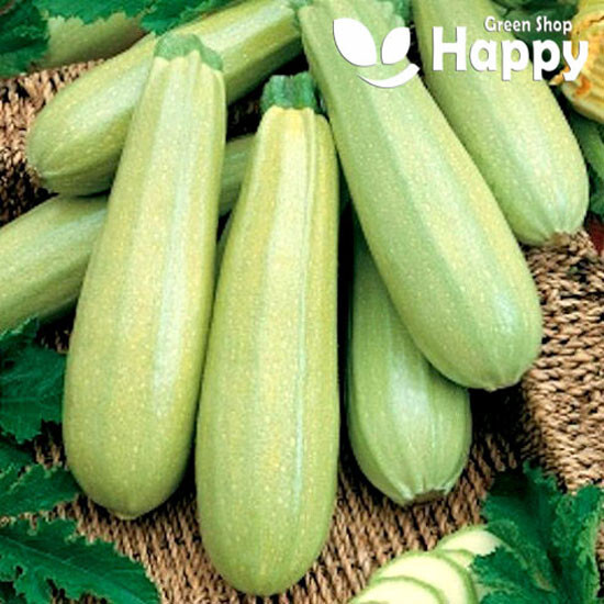 COURGETTE - BIANCA DI TRIESTE - 20 seeds - White Courgette Italian ...