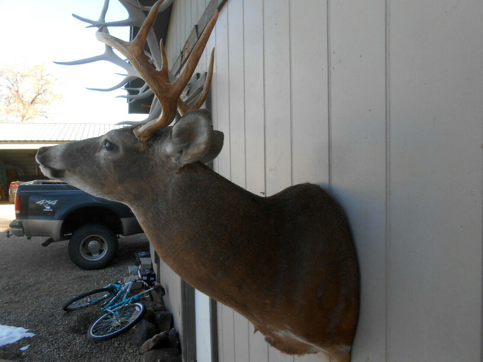 4x4 WHITETAIL DEER SHOULDER MOUNT Antlers READY TO HANG mule mount elk ...