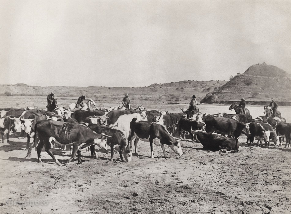 1908/52 Vintage WESTERN COWBOY HORSE Cattle Cow 11x14 Photo Art ~ ERWIN ...