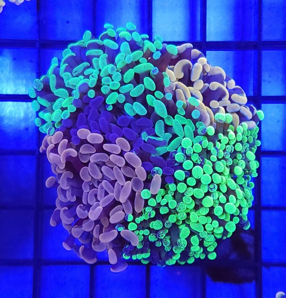 AQ Hammer / Frogspawn Combo Tile * Euphyllia * Live Coral Frag * AJs ...