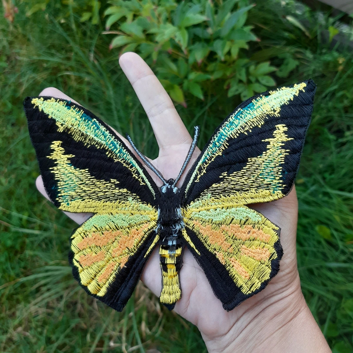 Goliath Birdwing Butterfly