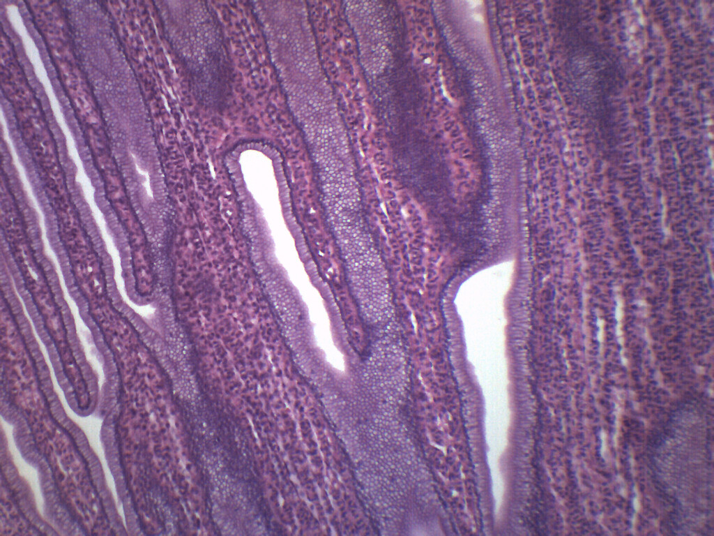 Simple Cuboidal Epithelium Slide 400x