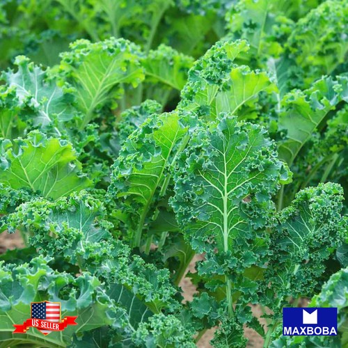 1000+ White Russian Kale Seeds Heirloom Vegetable Non-GMO BTGO 75% OFF ...