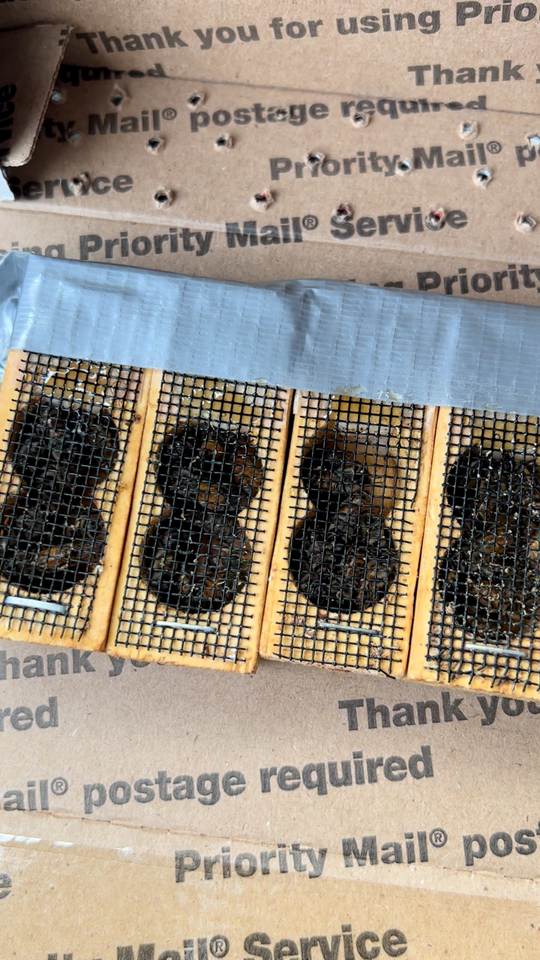 Apitherapy Honey Bee Venom Therapy Mini Pac of Live Bees 12-15 Bees | eBay